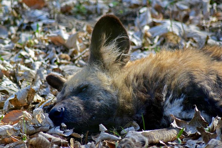50+ Free Jackal & Wildlife Photos