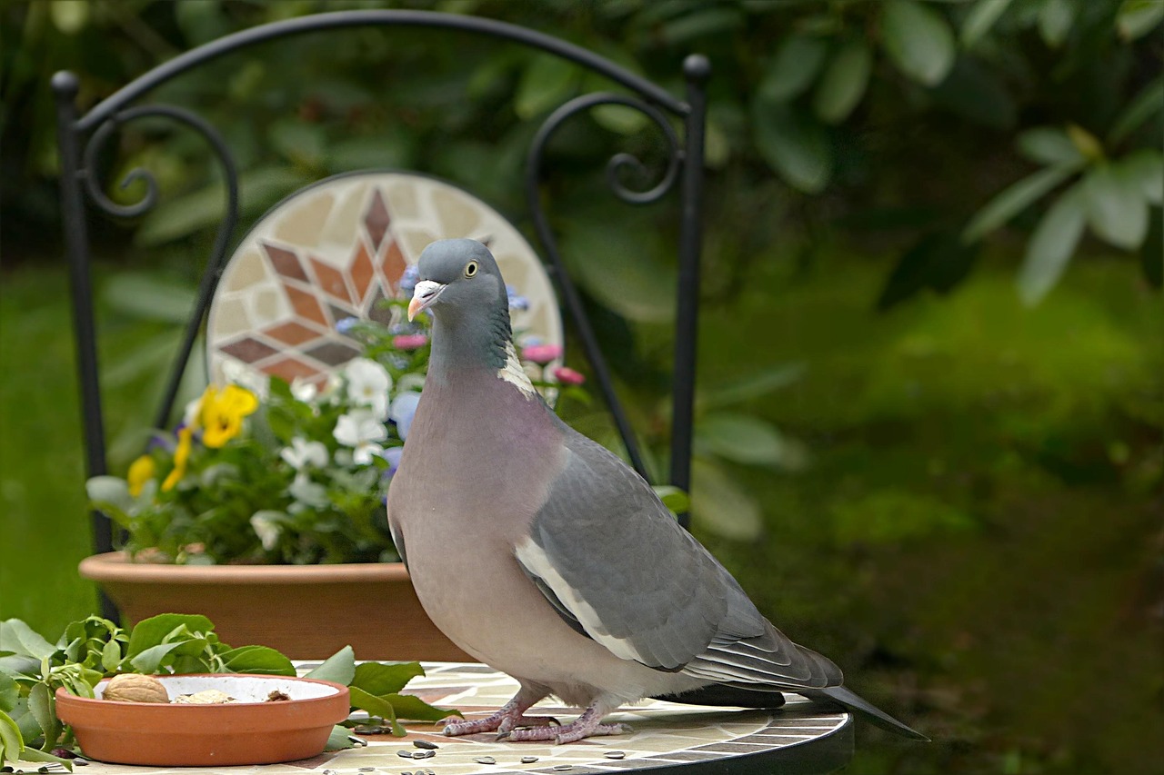 Pomba Pombo Da Floresta Pássaro - Foto gratuita no Pixabay - Pixabay