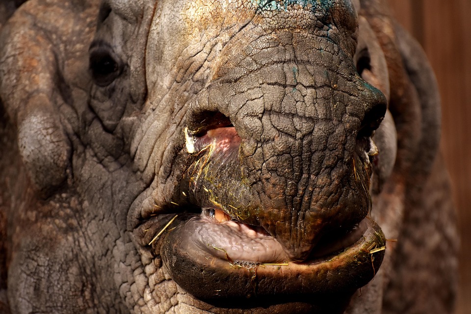 Rhino Animal Wildlife - Free photo on Pixabay