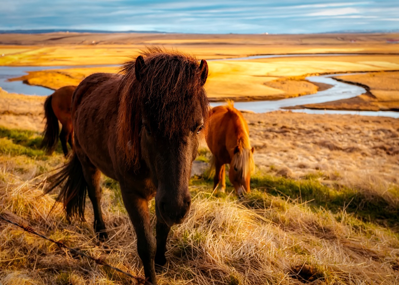 Island Pferde Herde · Kostenloses Foto auf Pixabay