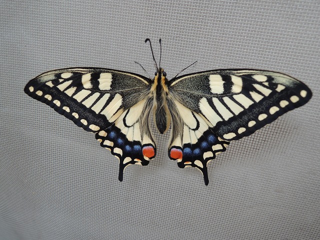 Un Machaon Jaune Insect Émergence - Photo gratuite sur Pixabay - Pixabay