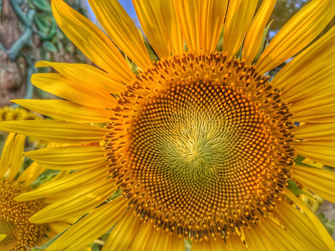 Bunga Matahari Tanaman - Foto gratis di Pixabay - Pixabay