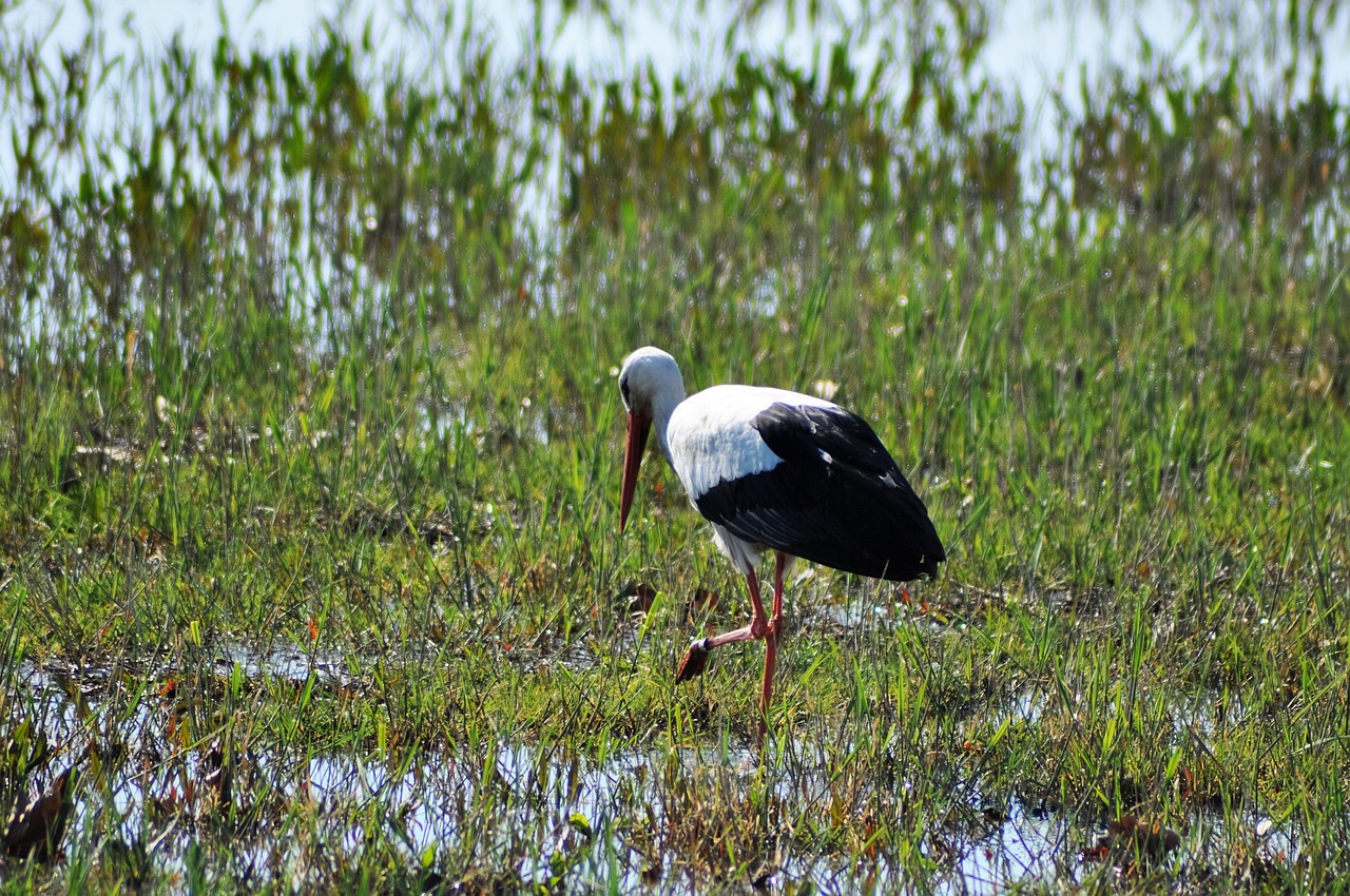 Stork Bird Rattle - Free photo on Pixabay - Pixabay