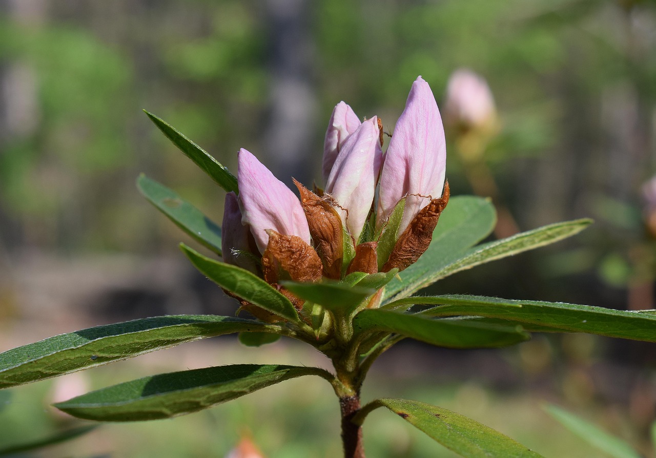 Azalea Blossom Buds Azalee Strauch - Kostenloses Foto auf Pixabay - Pixabay