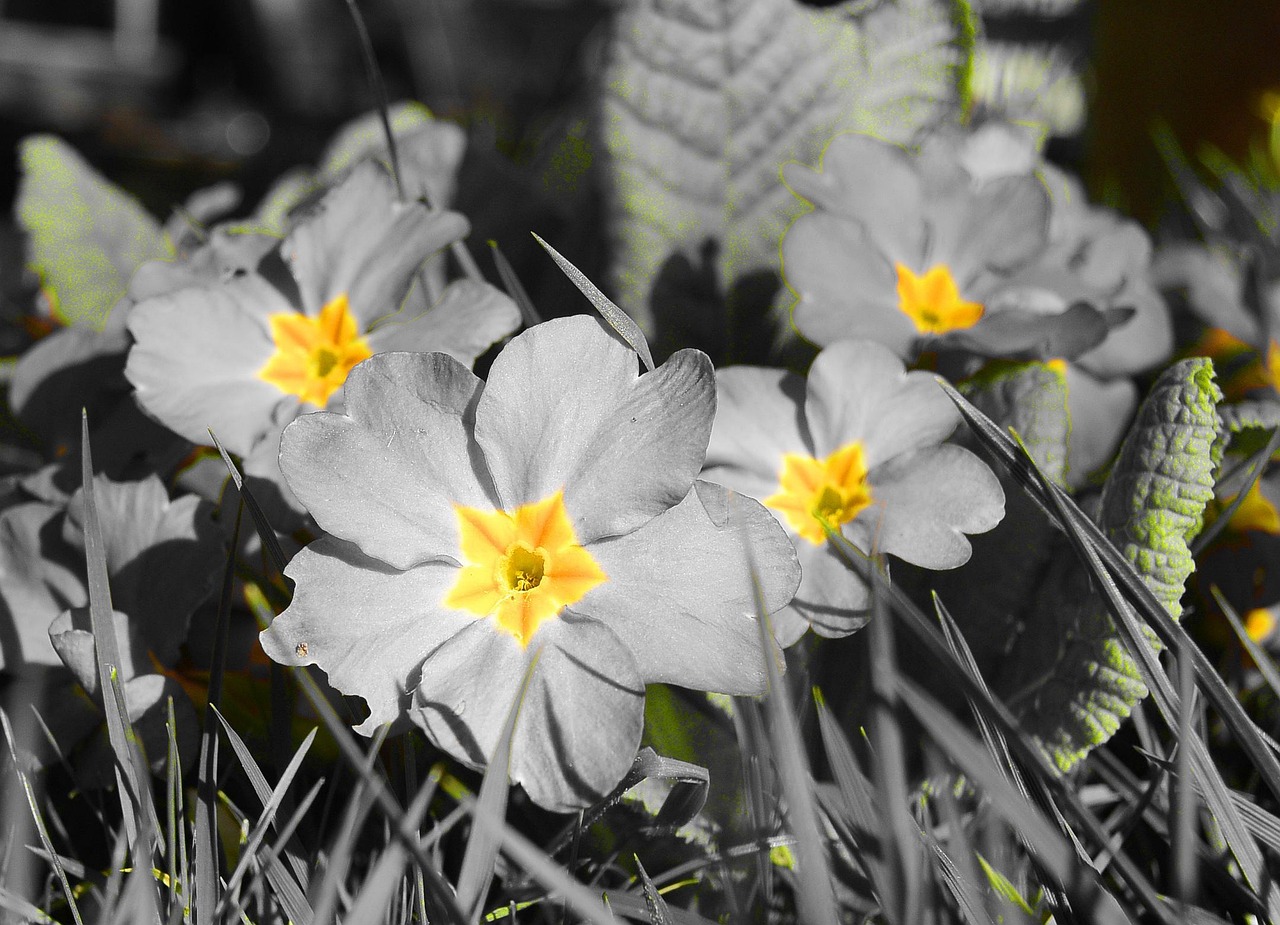 Primrose Primula Yellow - Free photo on Pixabay