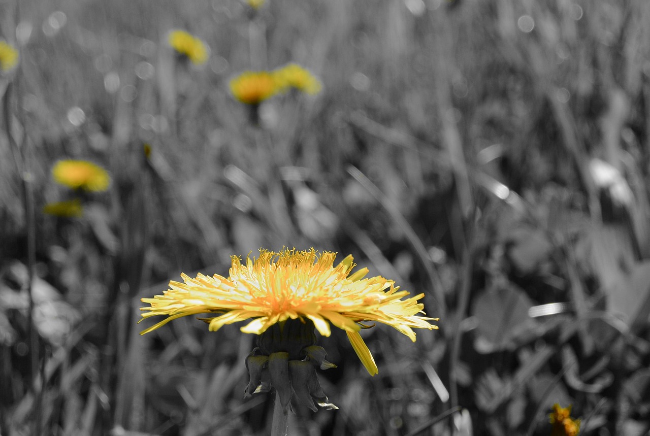 Coltsfoot Mekar Bunga Padang - Foto gratis di Pixabay - Pixabay