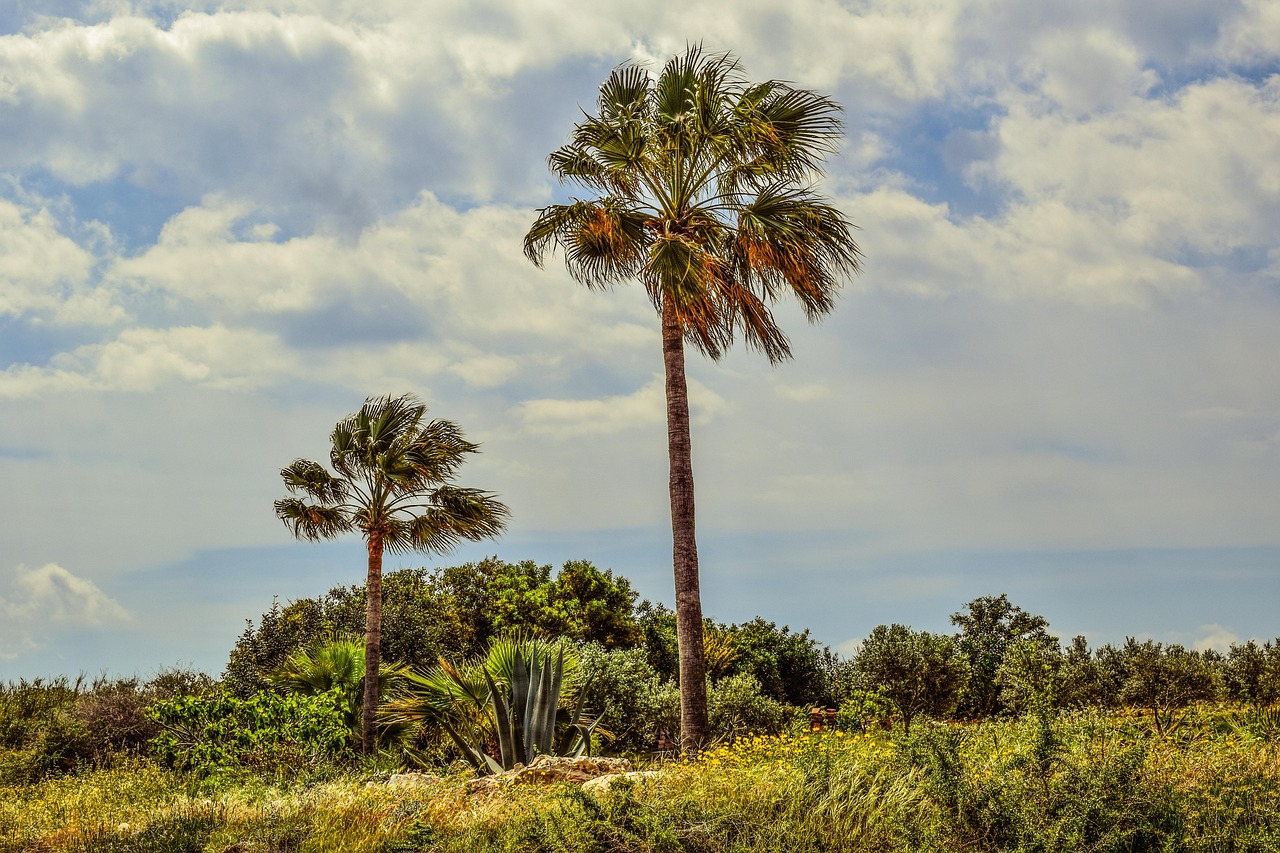 Palm Tree Garden Nature - Free photo on Pixabay