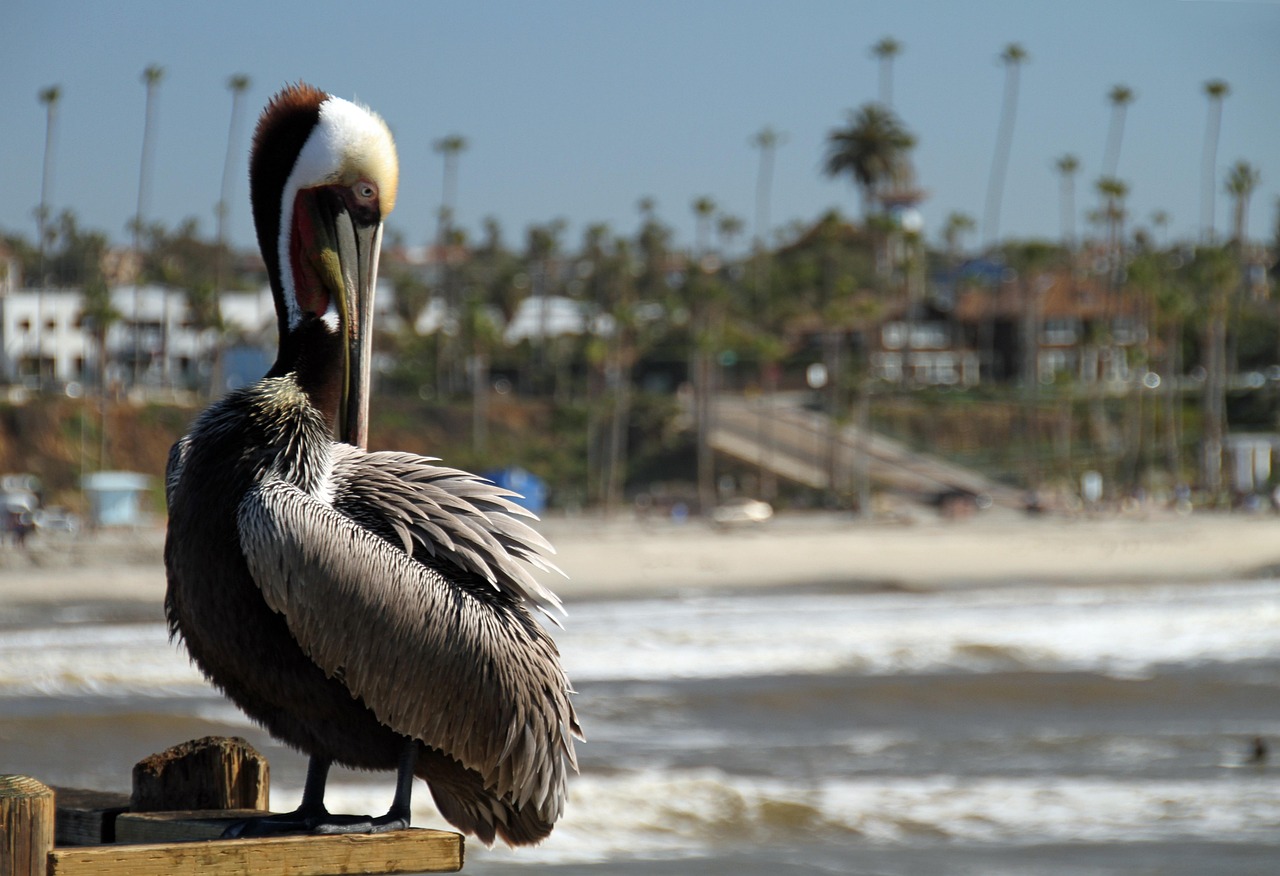 Pelican San Diego Pier - Free photo on Pixabay