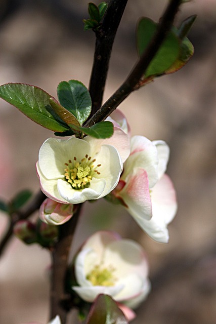 Flores Árvore Florida Primavera - Foto gratuita no Pixabay - Pixabay