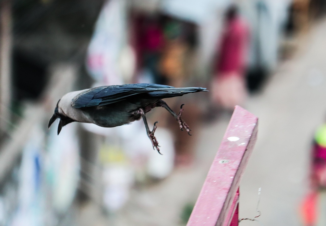 Burung Gagak Hitam - Foto gratis di Pixabay - Pixabay
