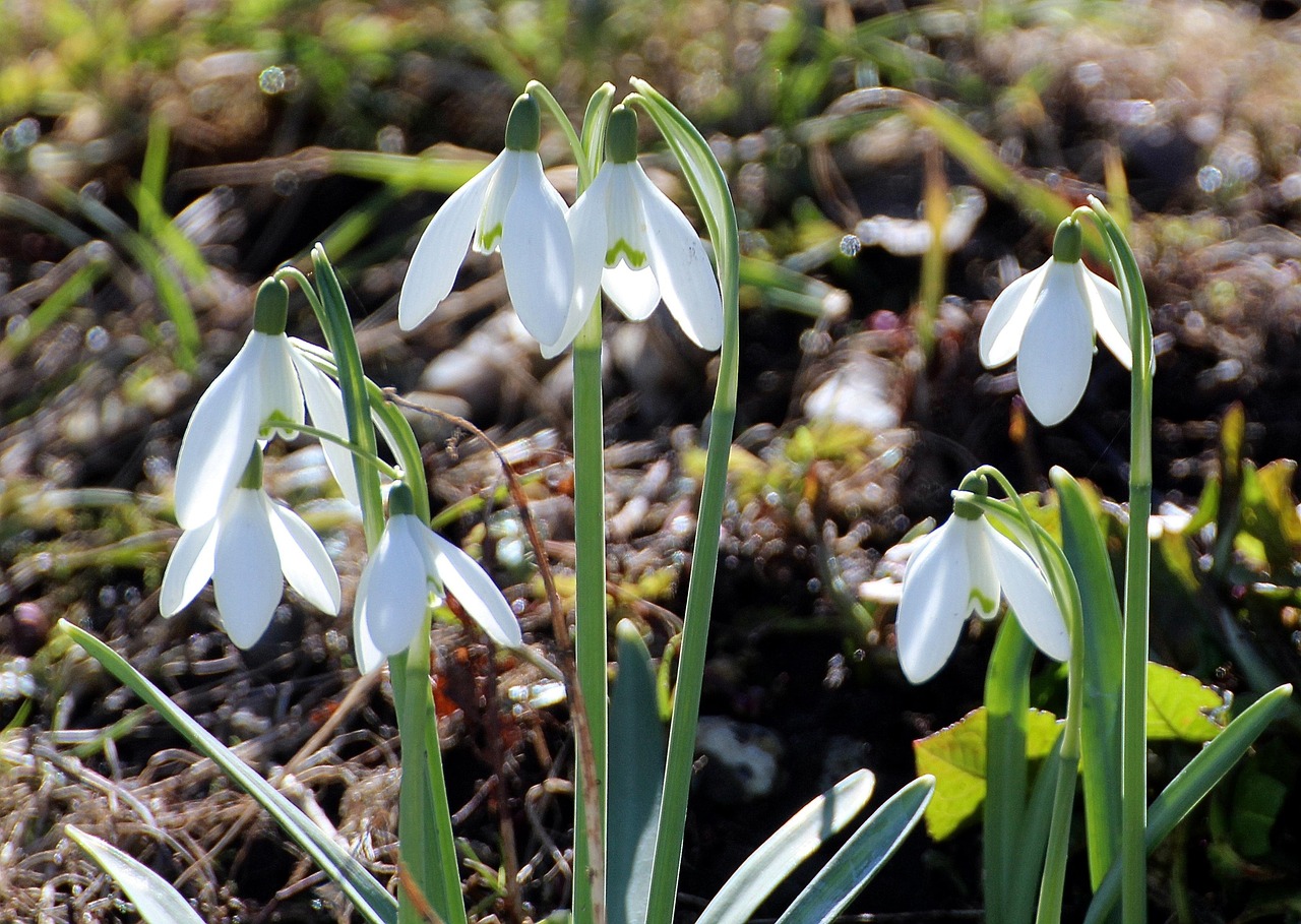 Fleur Perce-Neige Galanthus Blanc - Photo gratuite sur Pixabay - Pixabay