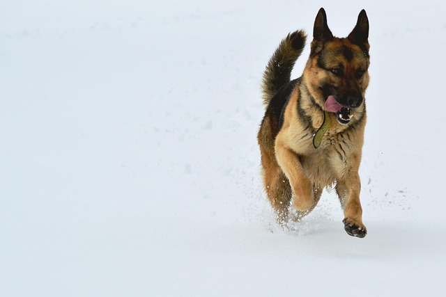 El Perro La Nieve Beh - Foto gratis en Pixabay