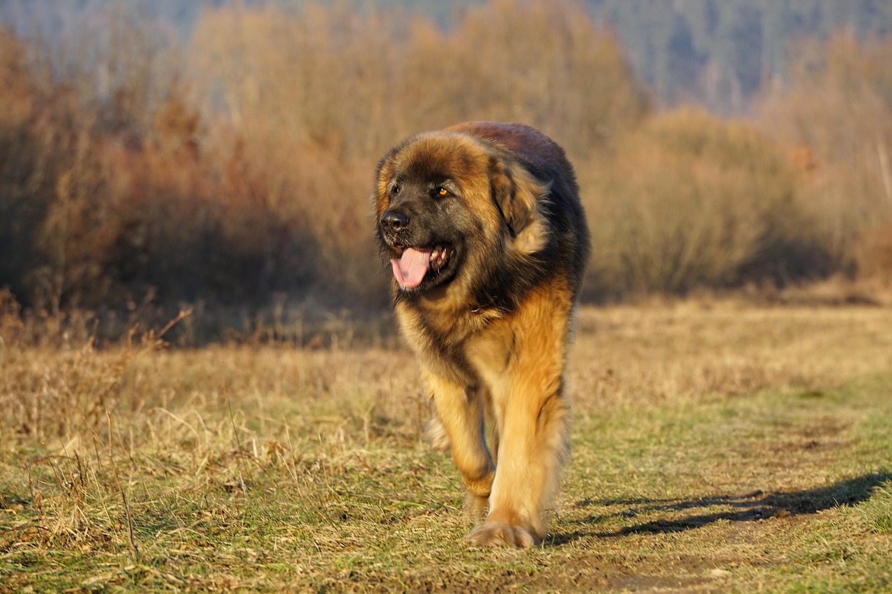 Leonberger Dog - Free photo on Pixabay