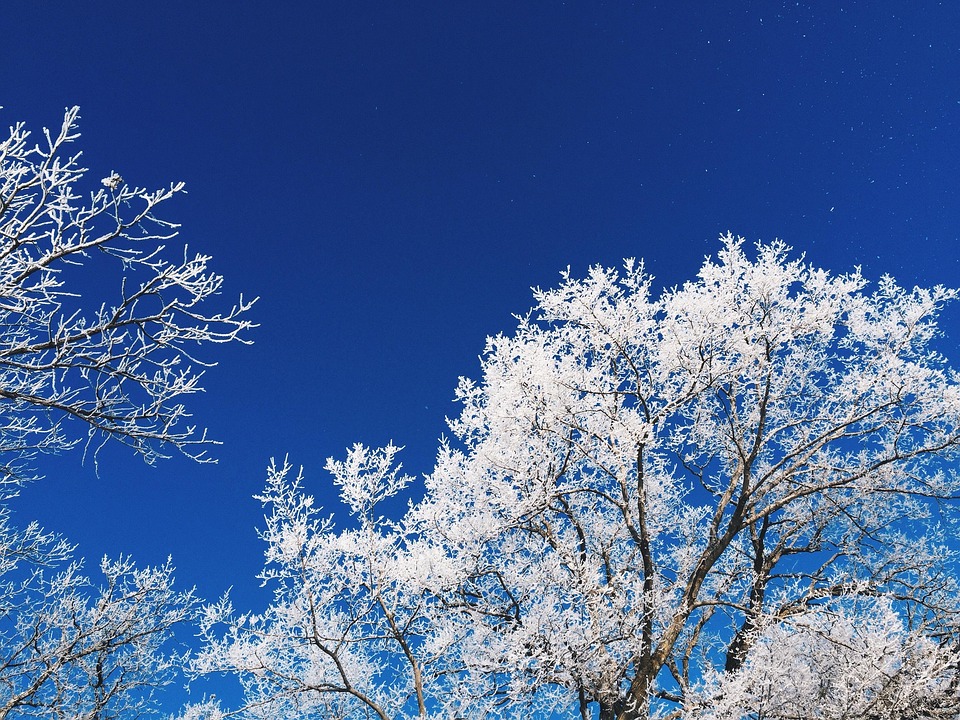 Frost Frozen Fog Trees - Free photo on Pixabay - Pixabay