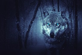 Stalking Hunting Wolf - Free vector graphic on Pixabay