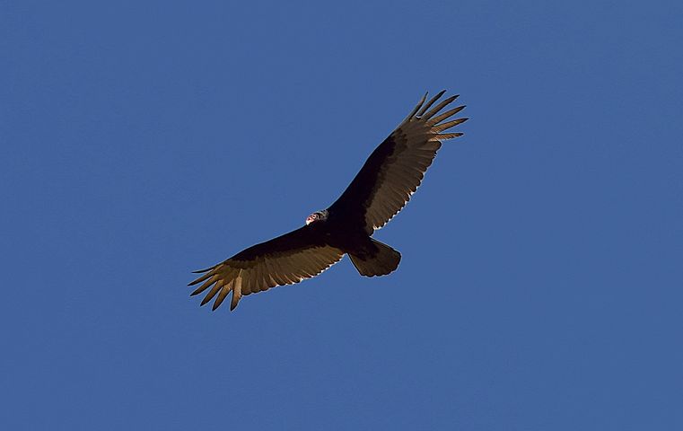 20+ Free Turkey Buzzards & Turkey Vulture Images - Pixabay