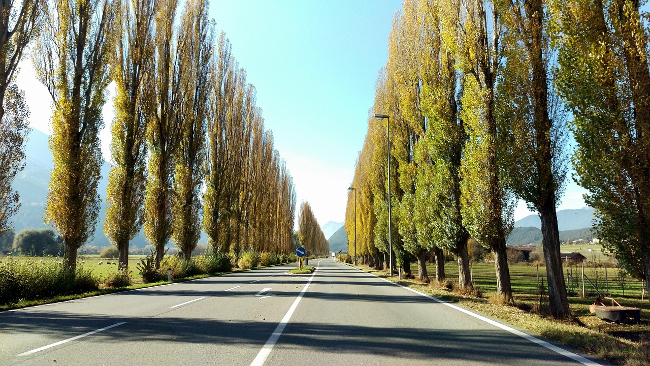 Avenue Road Trees - Free photo on Pixabay