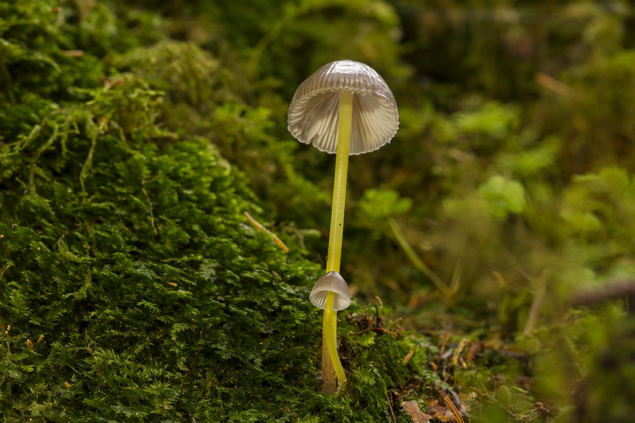 Cogumelo Musgo - Foto gratuita no Pixabay - Pixabay