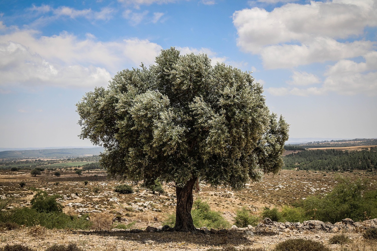 Tree Landscape Nature - Free photo on Pixabay - Pixabay