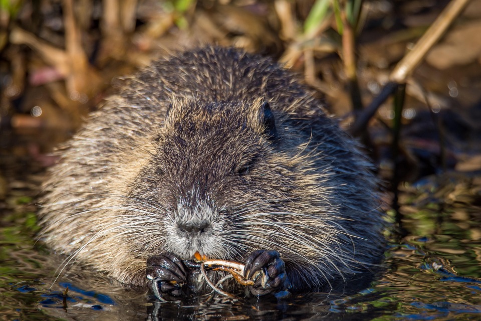 Rato Almiscarado Fluxo Ondatra - Foto gratuita no Pixabay - Pixabay