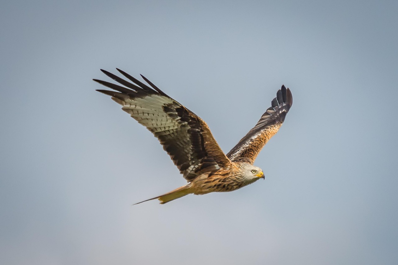 10,000+ Free Birds Flying & Nature Photos - Pixabay