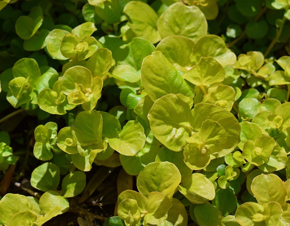 Golden Moneywort Ground Cover - Free photo on Pixabay