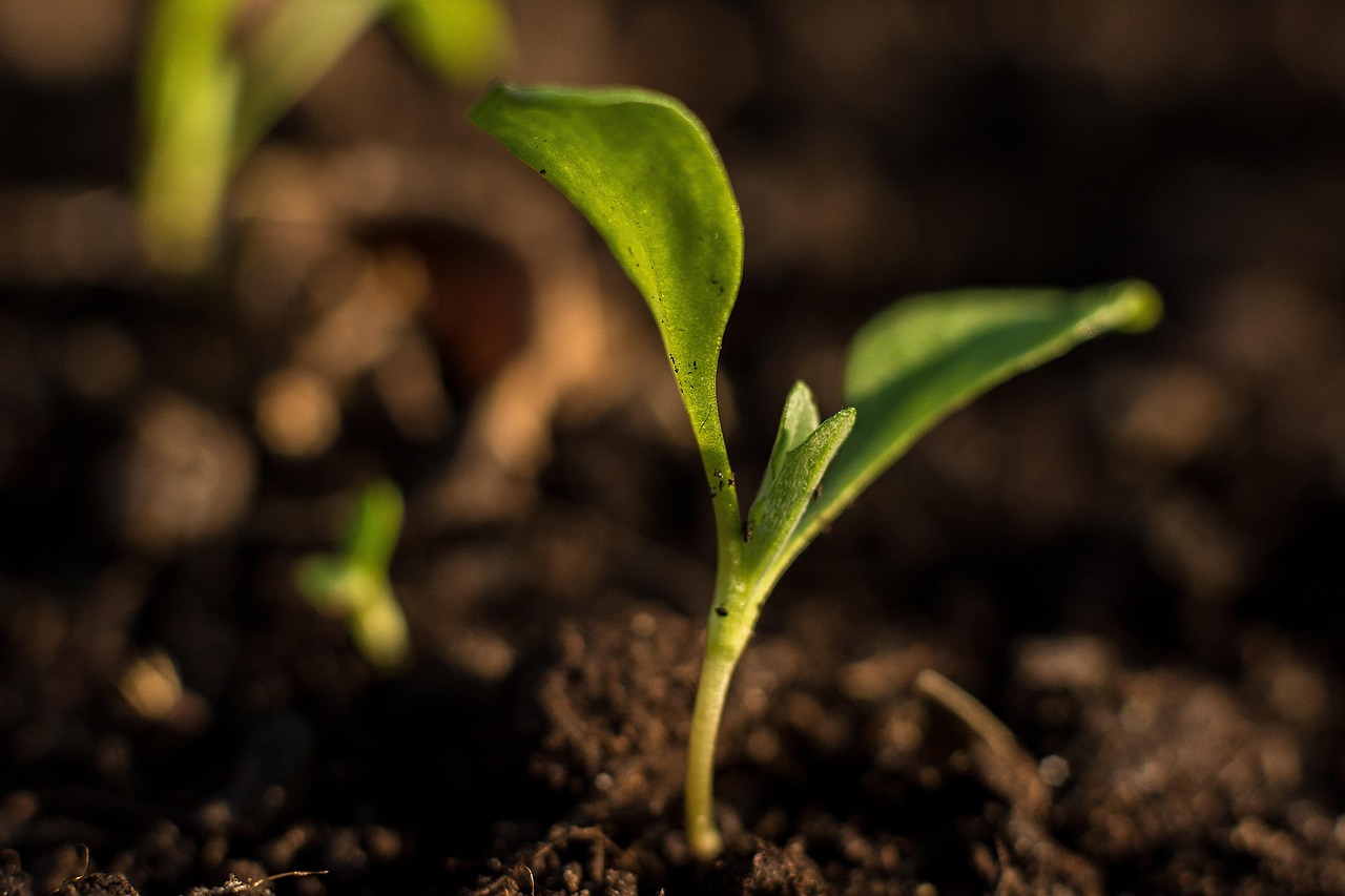 Plant Small Water - Free photo on Pixabay