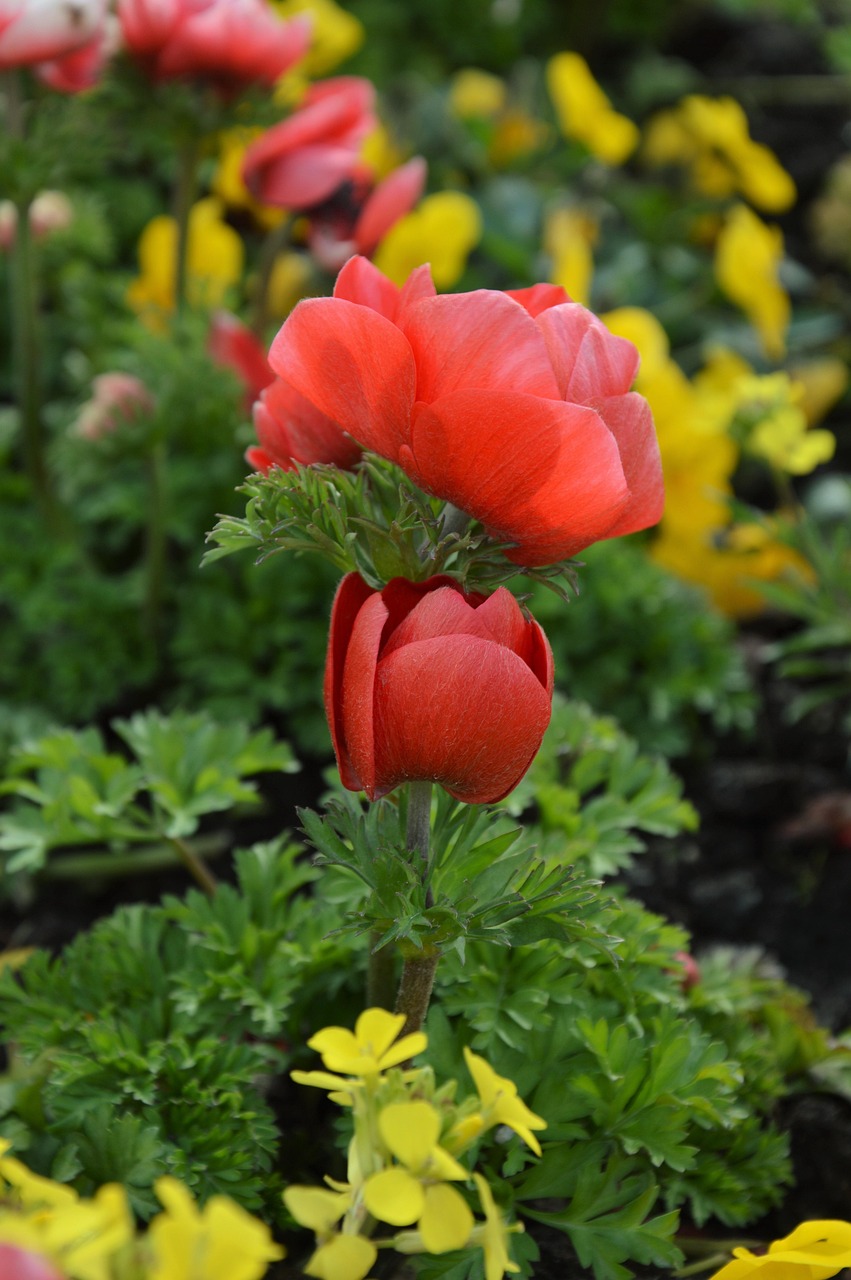 Blumen Blumenwiese Frühling - Kostenloses Foto auf Pixabay - Pixabay