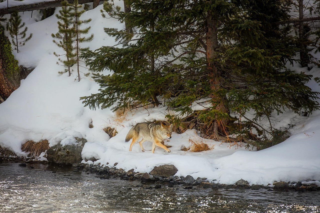 100+ Free Coyote & Nature Images - Pixabay