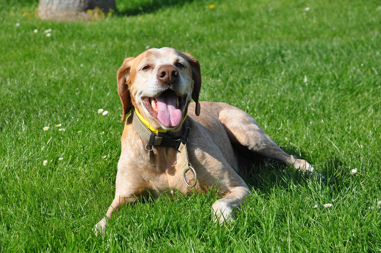 Dog Pet Animals Domestic - Free photo on Pixabay