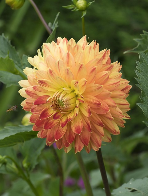 Dahlia Bunga Alam Musim - Foto gratis di Pixabay - Pixabay