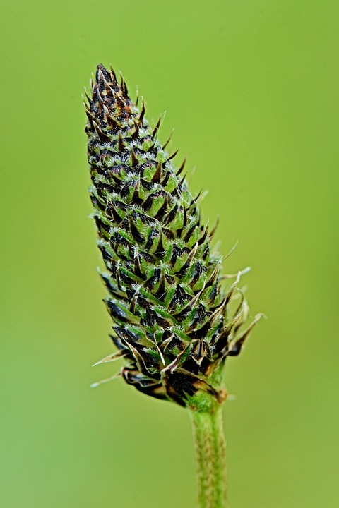 Nature Spike Floors - Free photo on Pixabay - Pixabay