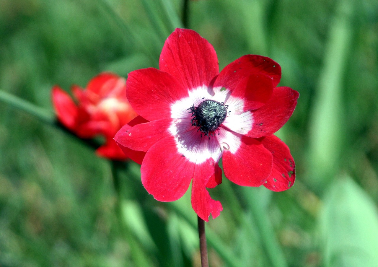 Primavera Flor Jardim - Foto gratuita no Pixabay - Pixabay