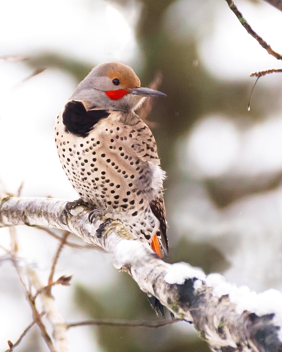 Woodpecker Flicker Bird - Free photo on Pixabay - Pixabay