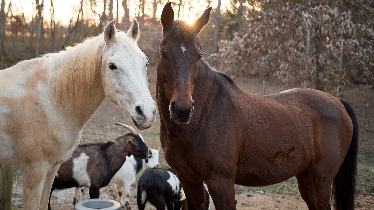 Horse Goat Animal - Free photo on Pixabay - Pixabay