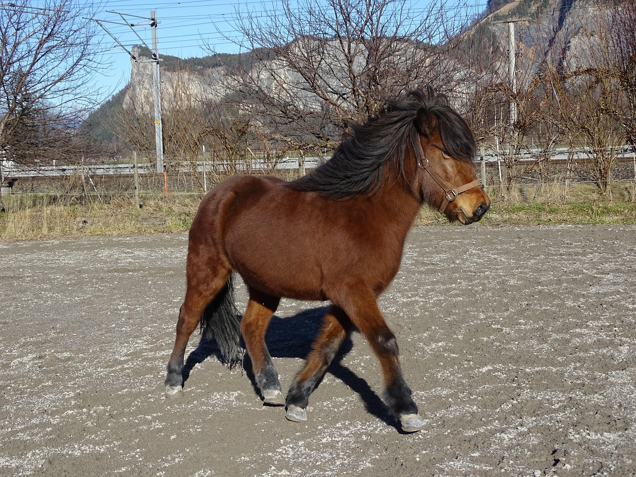 Isländer Pferd Islandpferd - Kostenloses Foto auf Pixabay - Pixabay
