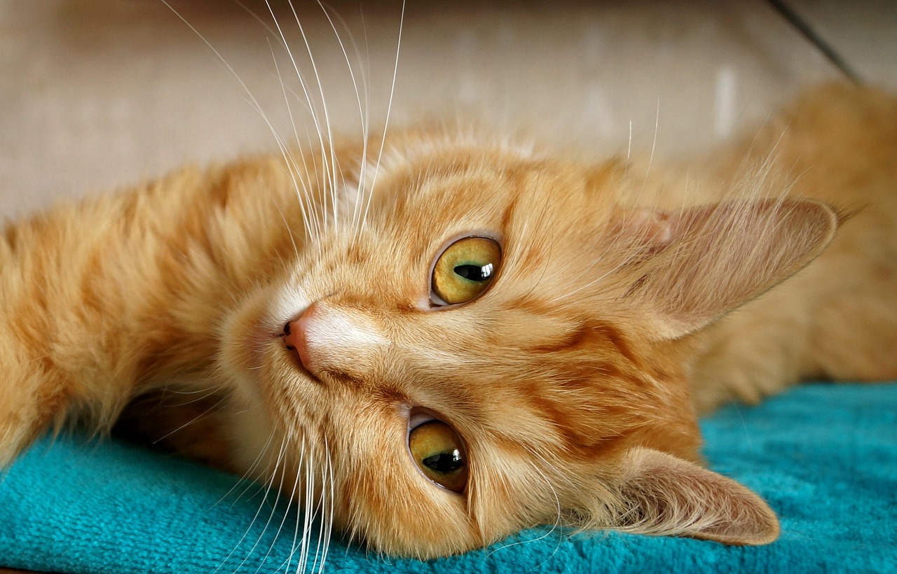 3,000+ Free Freckled Redhead & Freckles Images - Pixabay