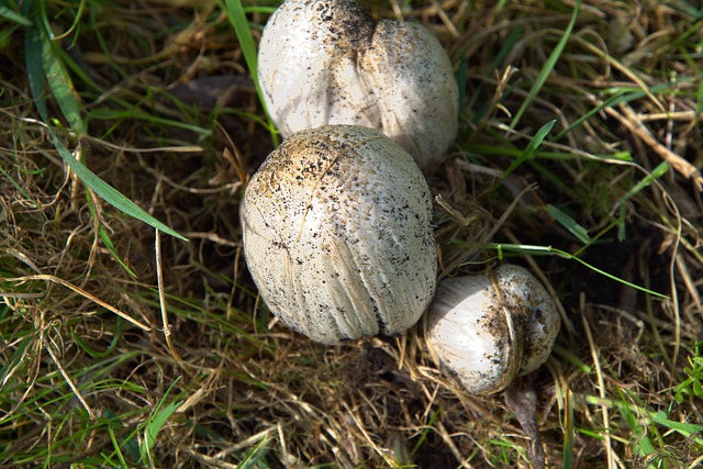 Russule Champignons Encres Le - Photo gratuite sur Pixabay - Pixabay