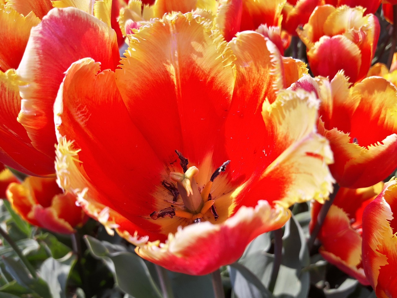 Fleur Tulipe Jardin - Photo gratuite sur Pixabay - Pixabay