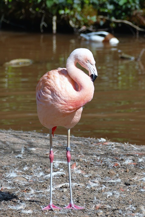 Bird Flamingo Nature - Free photo on Pixabay - Pixabay