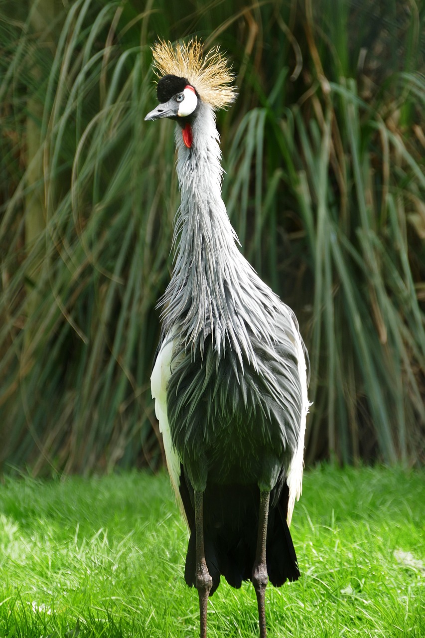 Grey Crowned Crane Bird - Free photo on Pixabay - Pixabay