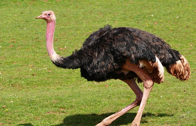 Bird Ostrich Nature - Free photo on Pixabay
