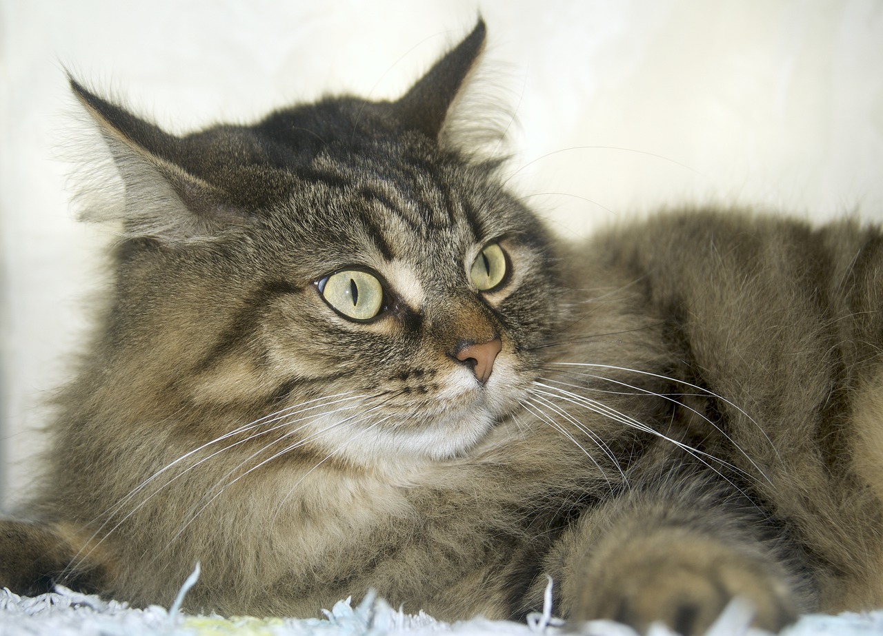 Gato Animal Domestico - Foto gratis en Pixabay - Pixabay