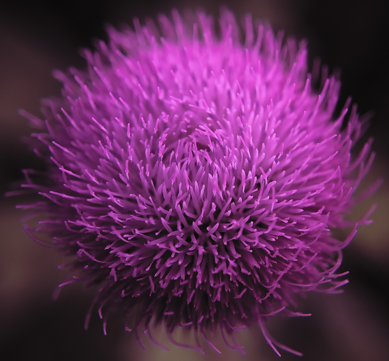 Fleur Macro Nature - Photo gratuite sur Pixabay - Pixabay