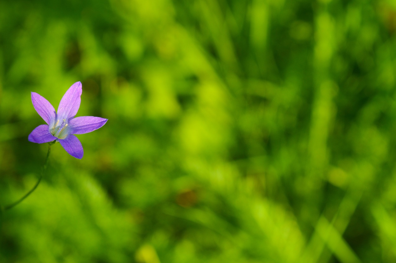 10+ Free Flovers & Nature Photos - Pixabay