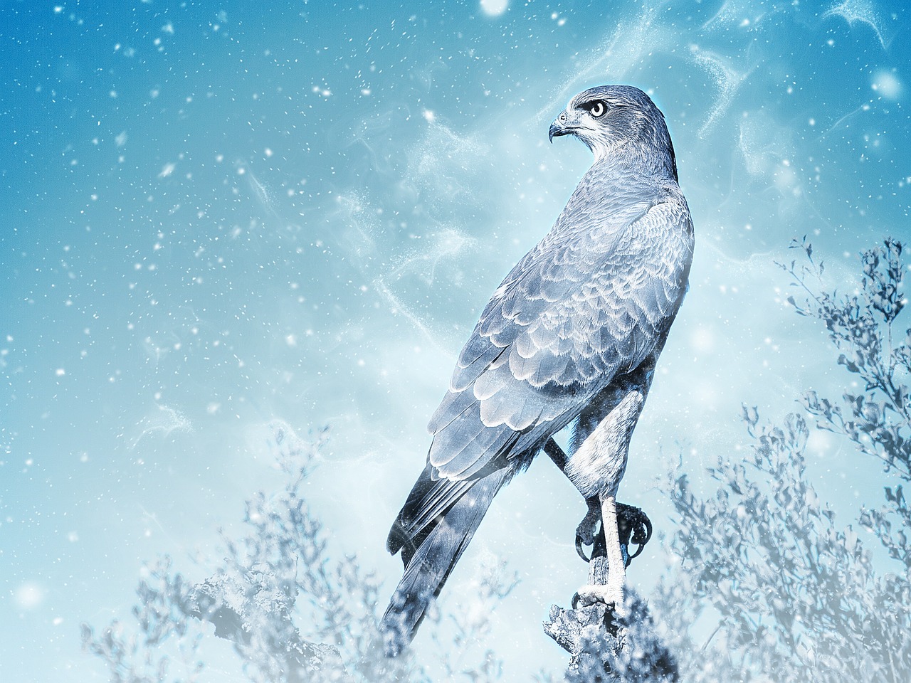 Bird Falcon Snow - Free photo on Pixabay - Pixabay