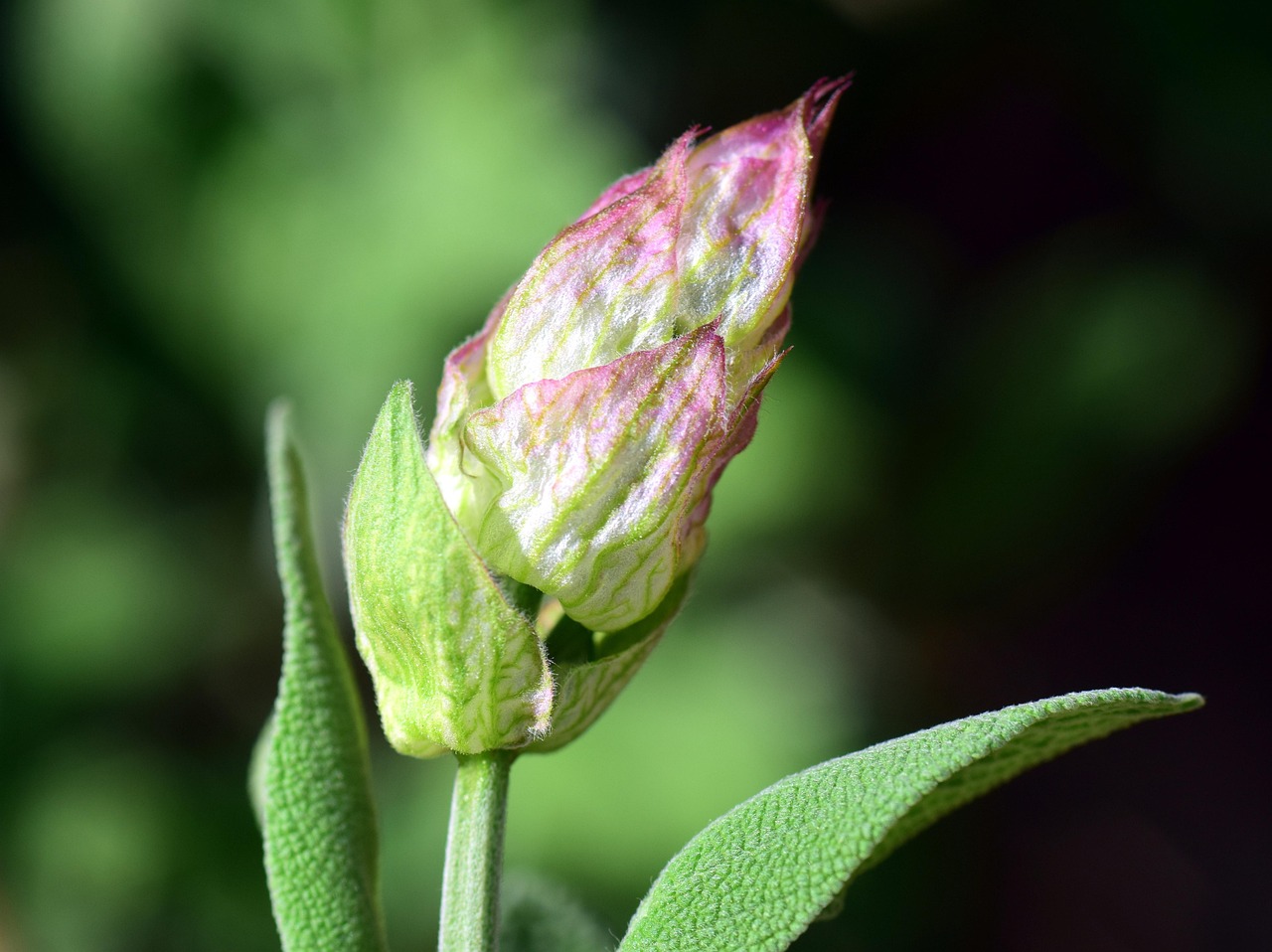 Sábio Flor De Sálvia Sage Bud - Foto gratuita no Pixabay - Pixabay