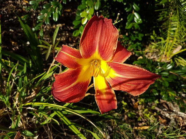 Flower Day Lilly Beautiful - Free photo on Pixabay