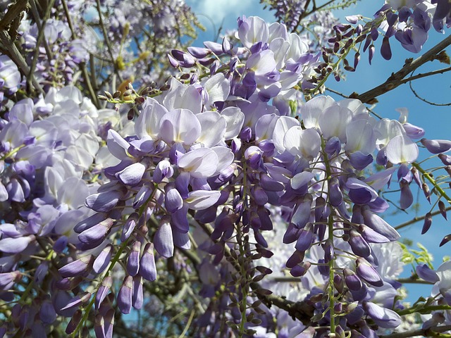 Flower Azalea Lilac - Free photo on Pixabay - Pixabay