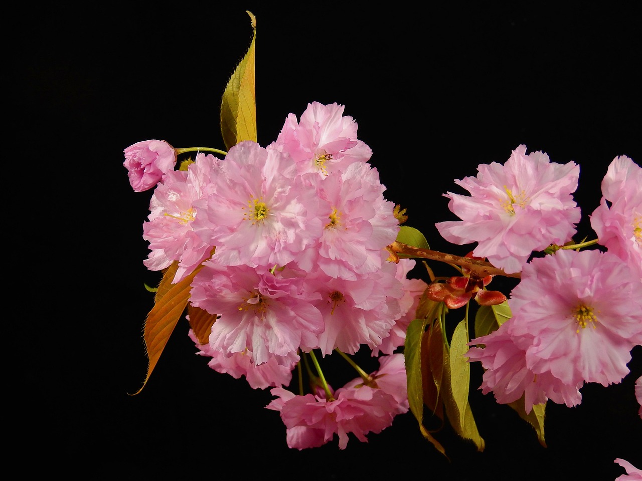Blommar Blomma Rosa - Gratis foto på Pixabay - Pixabay